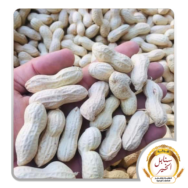 سوداني بقشر NC - شركة سنابل الخير لاستيراد وتصدير الحاصيلات الزراعية